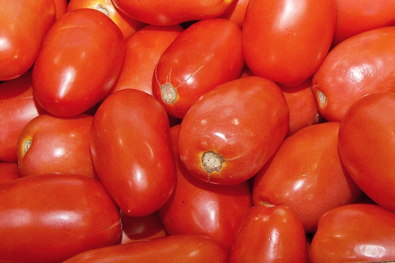 Italian Roma Tomato Seeds 100 Ct Vegetable Garden TOMATO PASTE SAUCE - Etsy