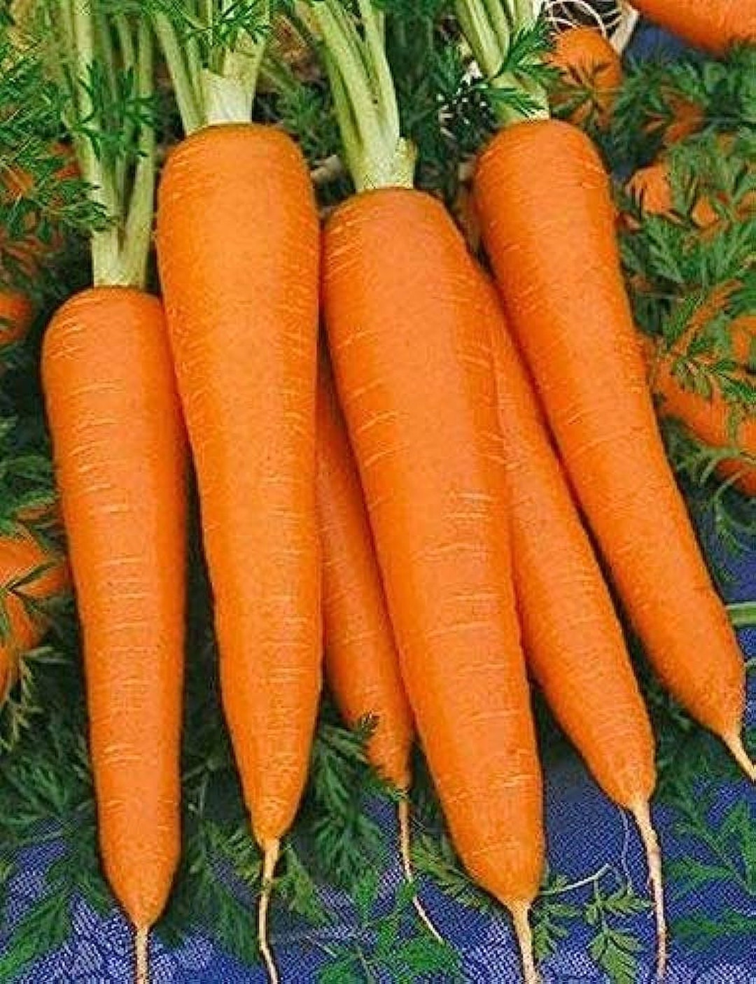 Shin Kuroda Carrot Seeds 500 Asian Vegetable Garden NON-GMO USA - Etsy