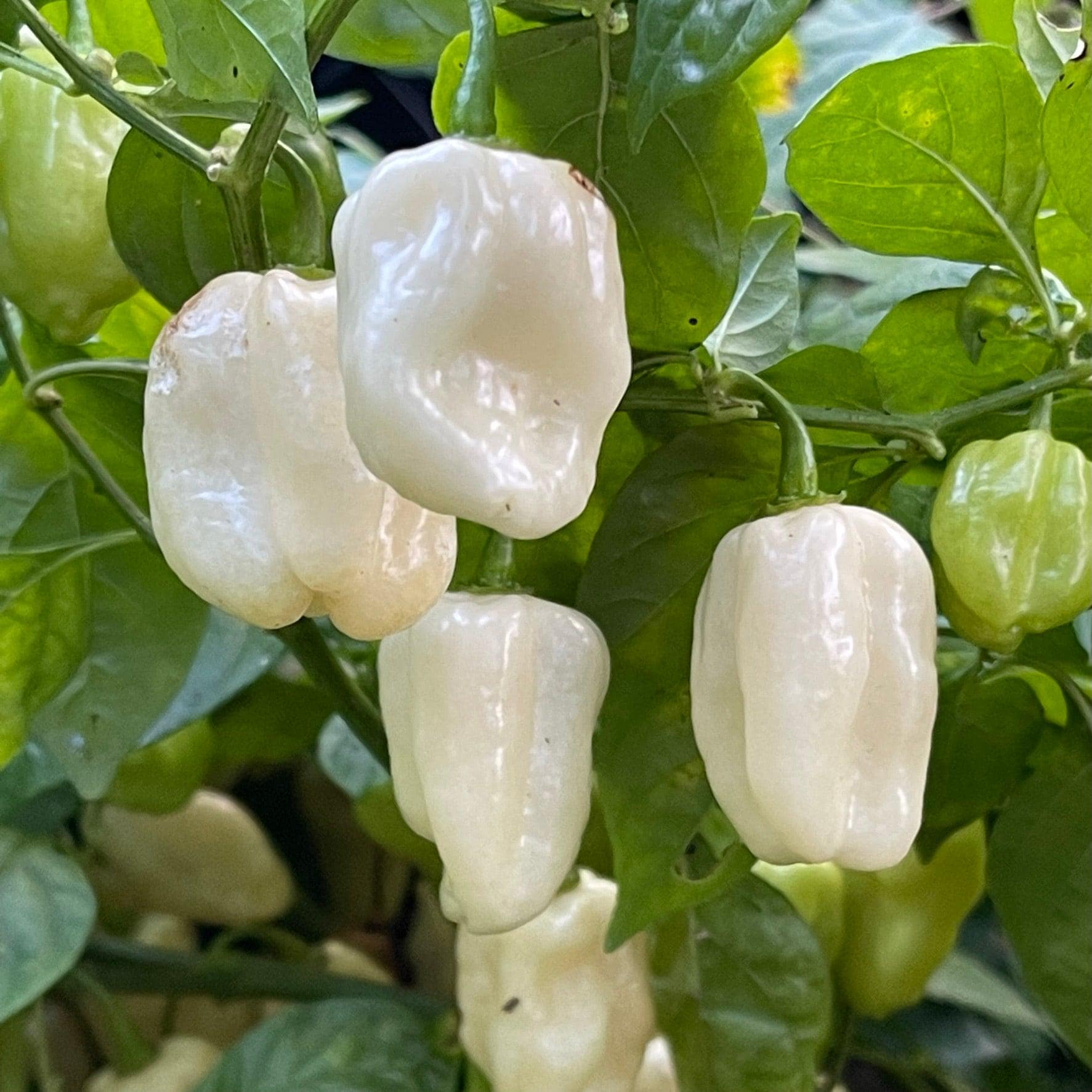 White Hot Habanero Pepper Seeds 30+ Capsicum Chinense NON-GMO USA - Etsy