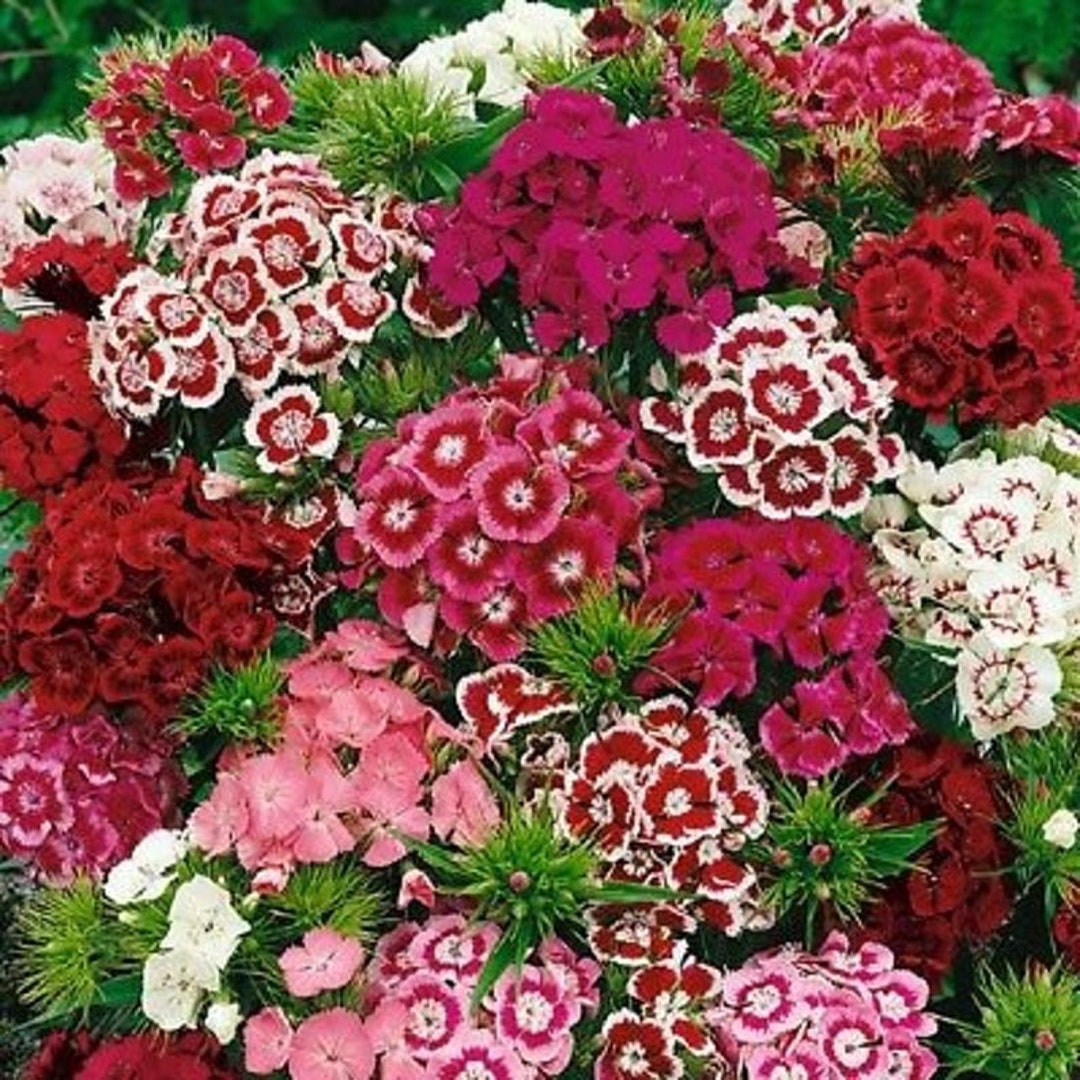 Sweet William Flower Seeds 350+ MIXED Multi-color Scented USA - Etsy