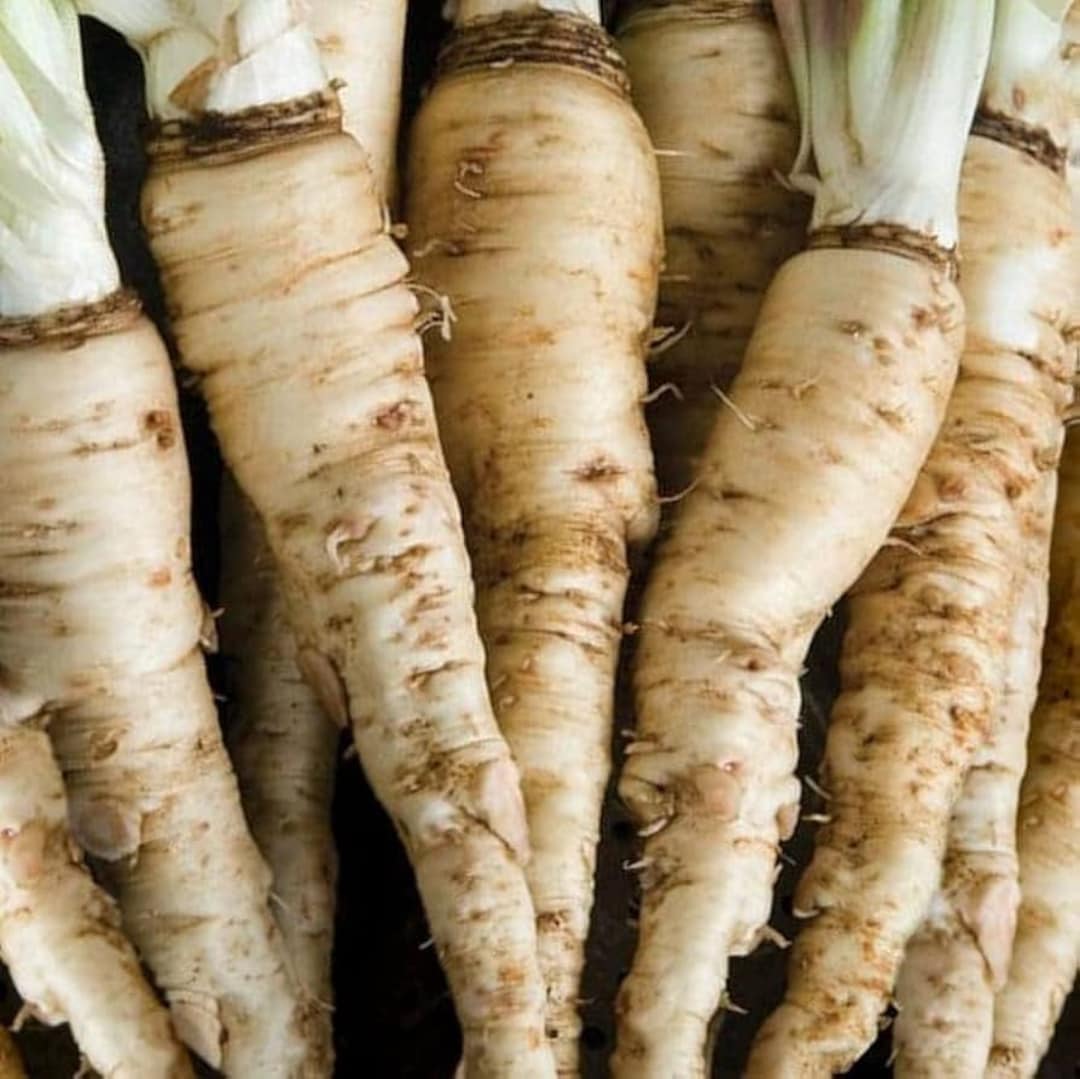 Salsify Seeds Mammoth Sandwich Island 50 Ct Vegetable NON-GMO USA - Etsy