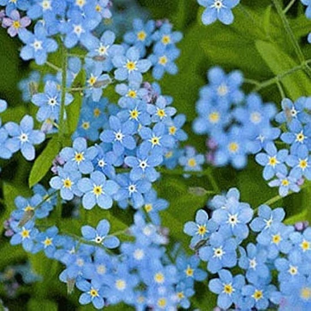 Chinese Forget Me Not Seeds 200+ ASIAN WILDFLOWER Blue Annual USA - Etsy