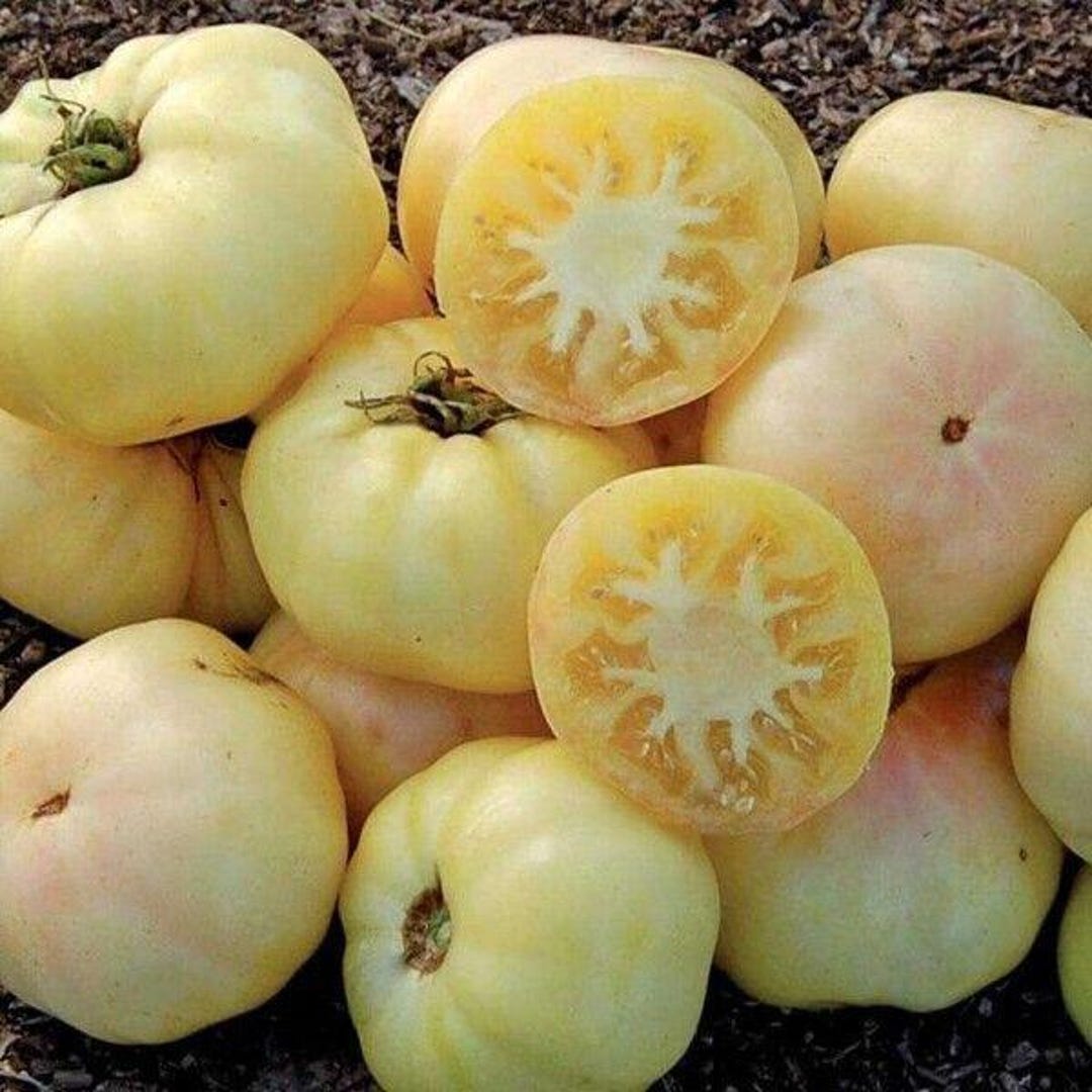 White Wonder Beefsteak Tomato Seeds 50 Ct Vegetable HEIRLOOM NON-GMO - Etsy