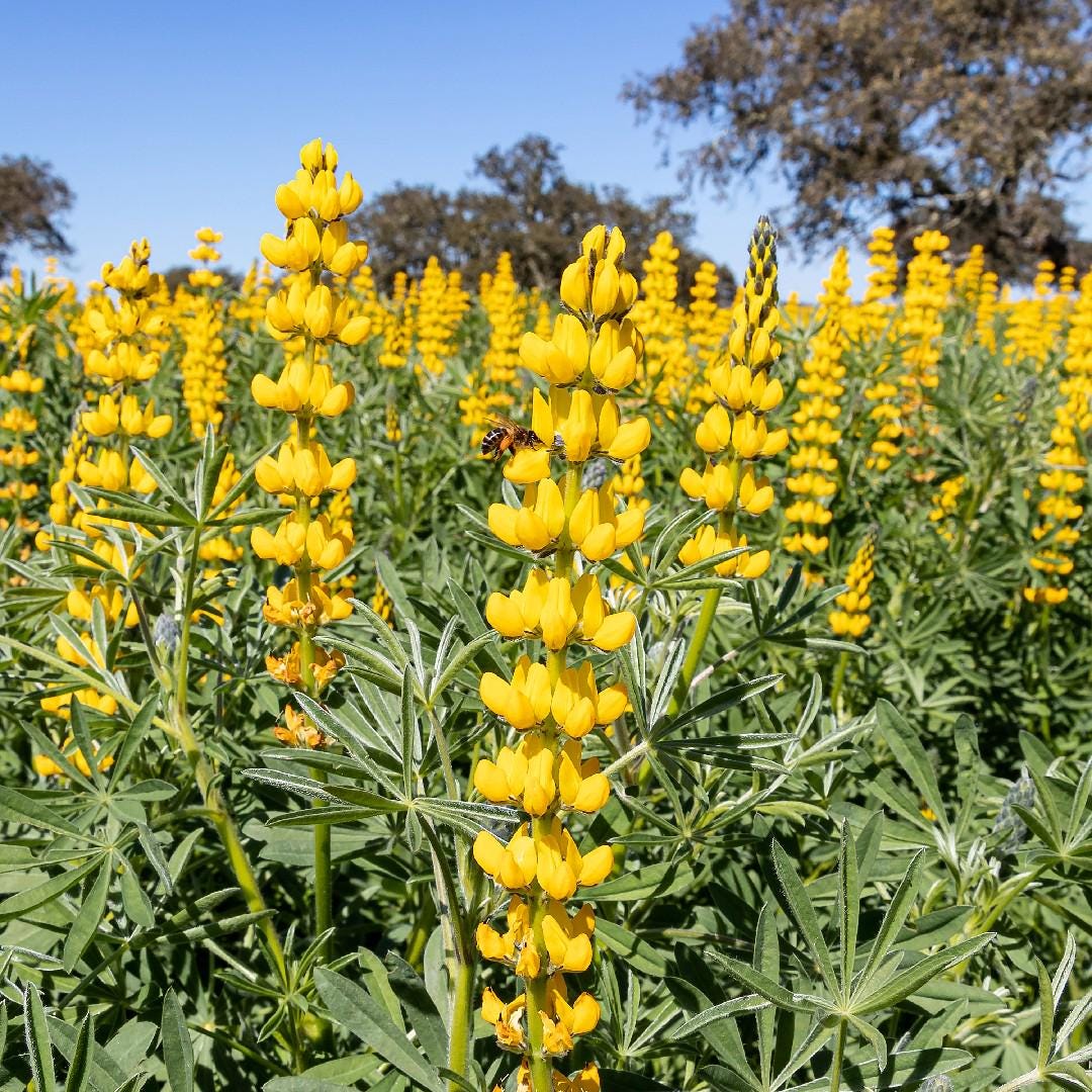 Yellow Lupine Seeds 25+ Lupinus Luteus Annual Flower USA - Etsy