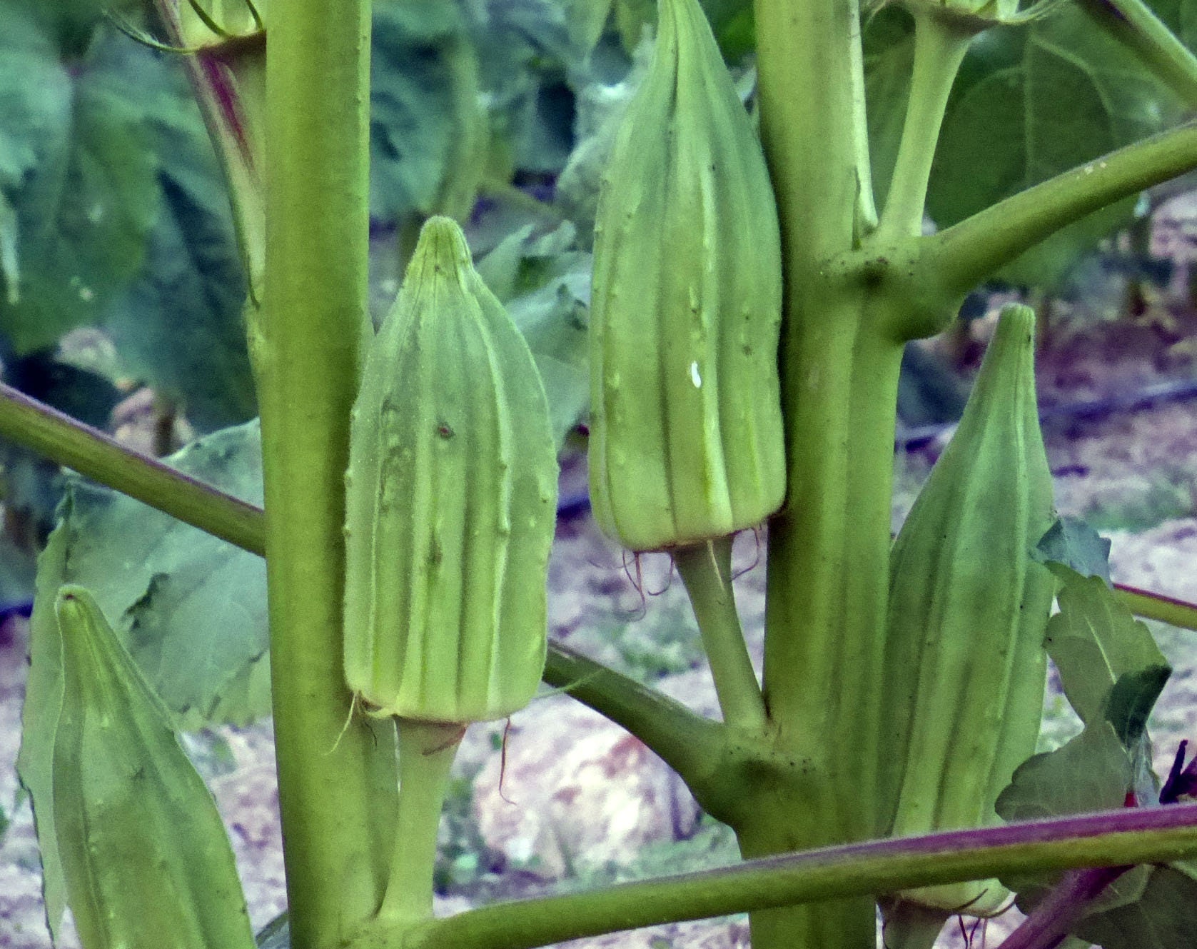 Okra Seeds 25 "star of David" Old Fashioned BIG OKRA Vegetable HEIRLOOM ...
