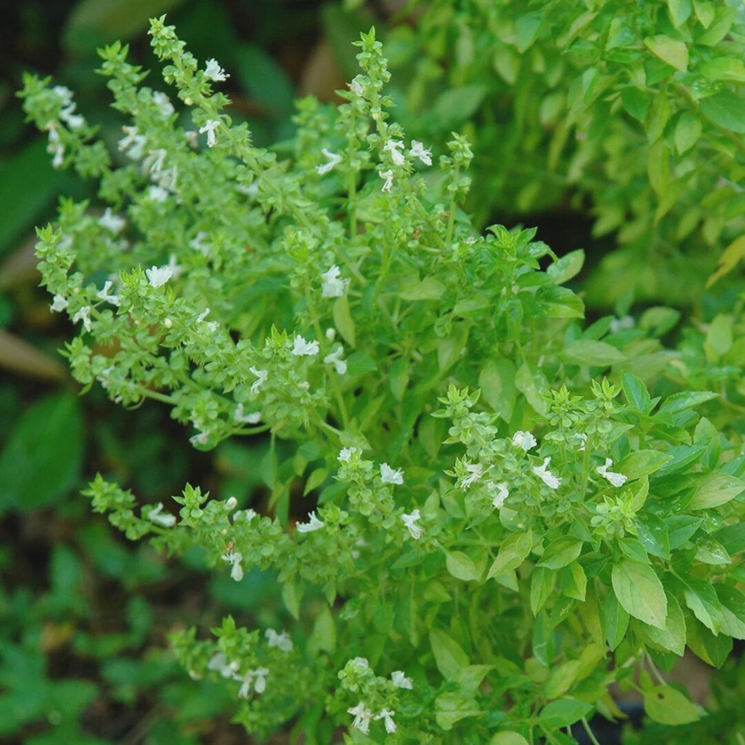 Dwarf Greek Basil Seeds 200+ Herb Culinary Cooking USA NON-GMO - Etsy