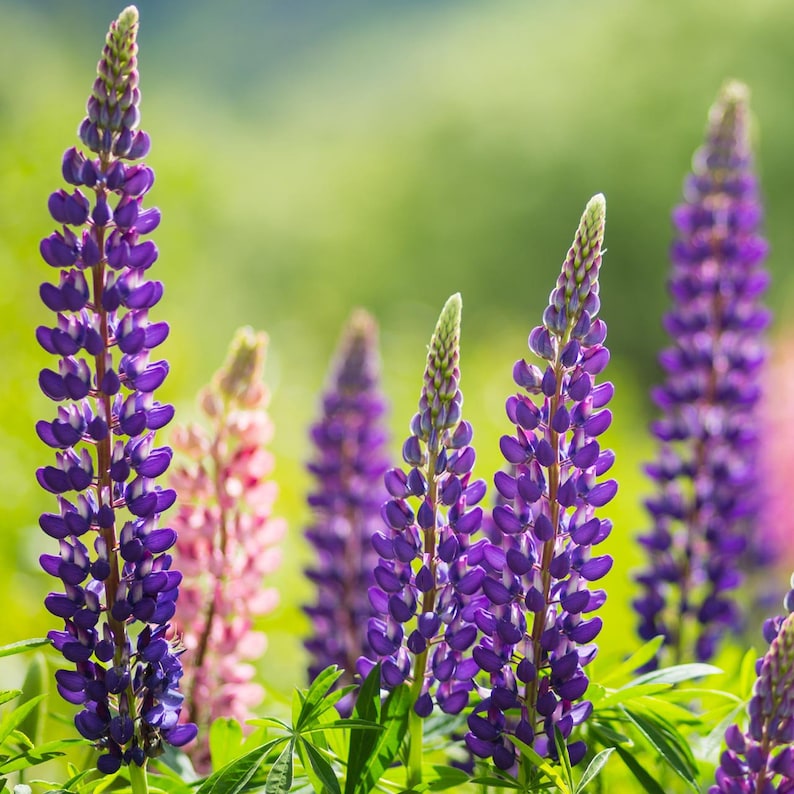 Lupine Perennis Seeds 50+ Perrenial Flower DEER RESISTANT USA - Etsy