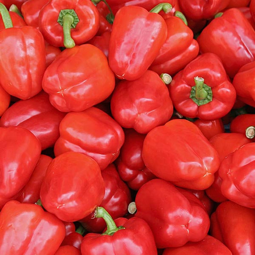 Big Red Sweet Pepper Seeds 25+ Capsicum Anuum Vegetable HEIRLOOM USA - Etsy