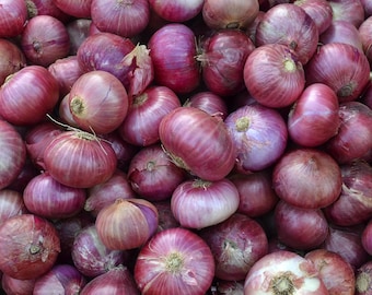 Vidalia Onion, 200 Seeds, Yellow Granex Hybrid F1, Sweetest Onion ...