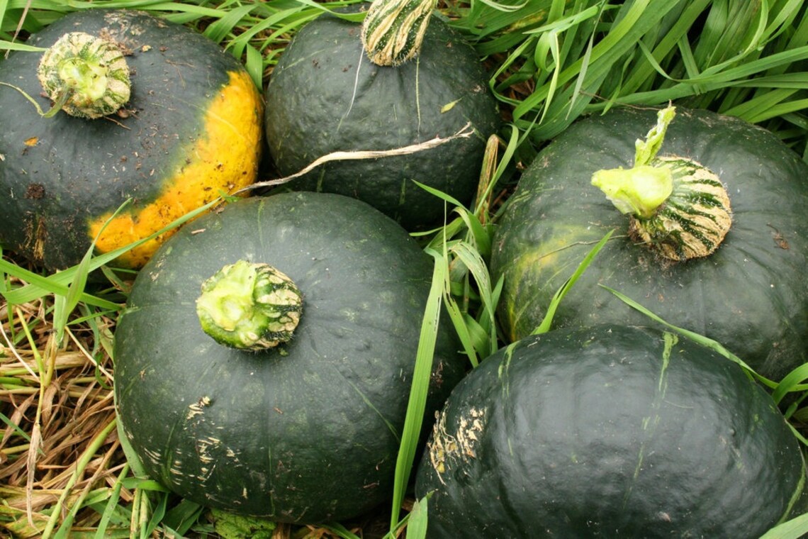 Burgess Buttercup Squash Seeds 20 Ct Winter Vegetable Garden Heirloom ...