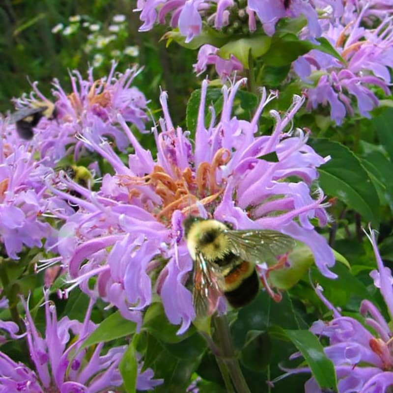Native Bee Balm Plant - Etsy