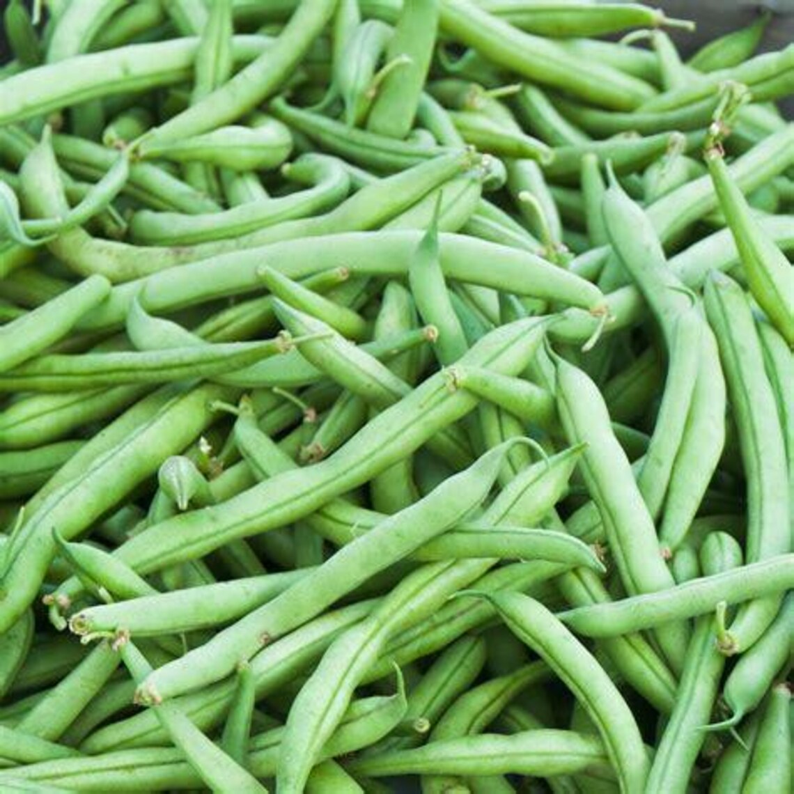 Provider Bean Seeds 50 Ct Bush Green Vegetable Garden Heirloom USA - Etsy
