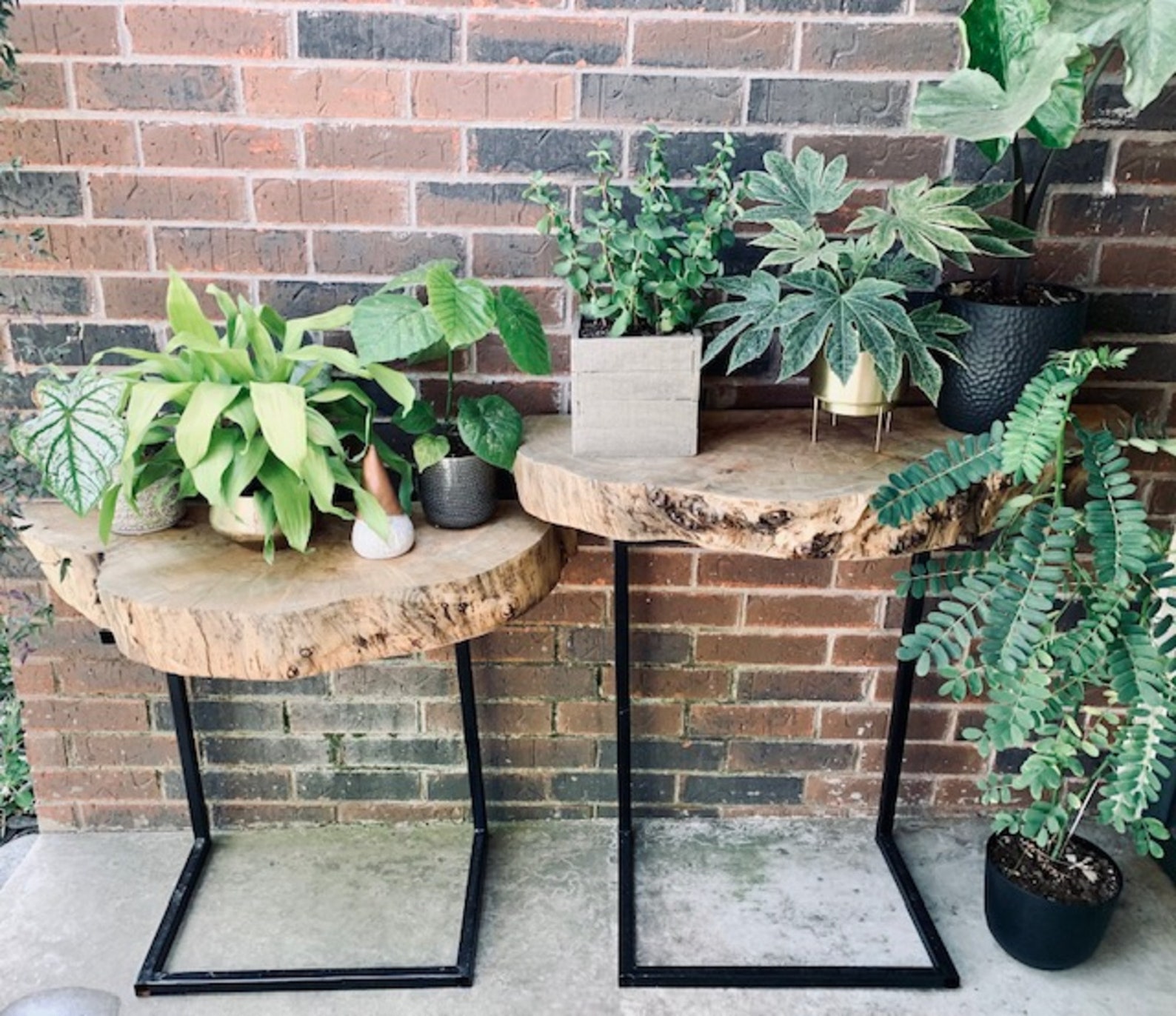 Live Edge Plant Stands set of 2 - Etsy