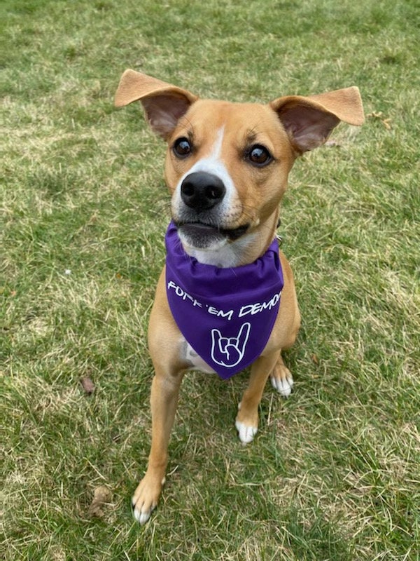 Fork Em Demons/northwestern State/nsu/dog Collar Reversible Bandana/ - Etsy