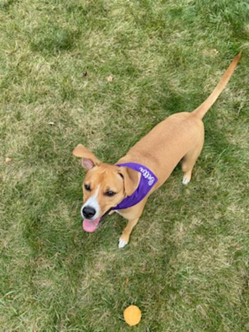 Fork Em Demons/northwestern State/nsu/dog Collar Reversible Bandana/ - Etsy