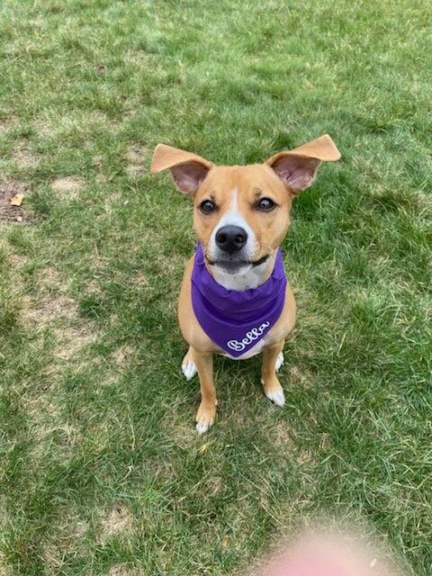 Fork Em Demons/northwestern State/nsu/dog Collar Reversible Bandana/ - Etsy