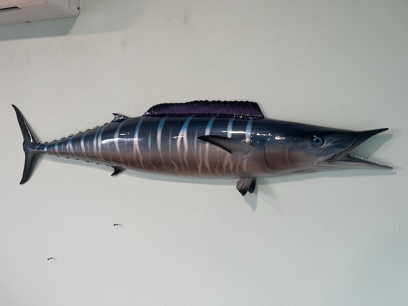 60” Wahoo Half Sided Fish Mount - Etsy
