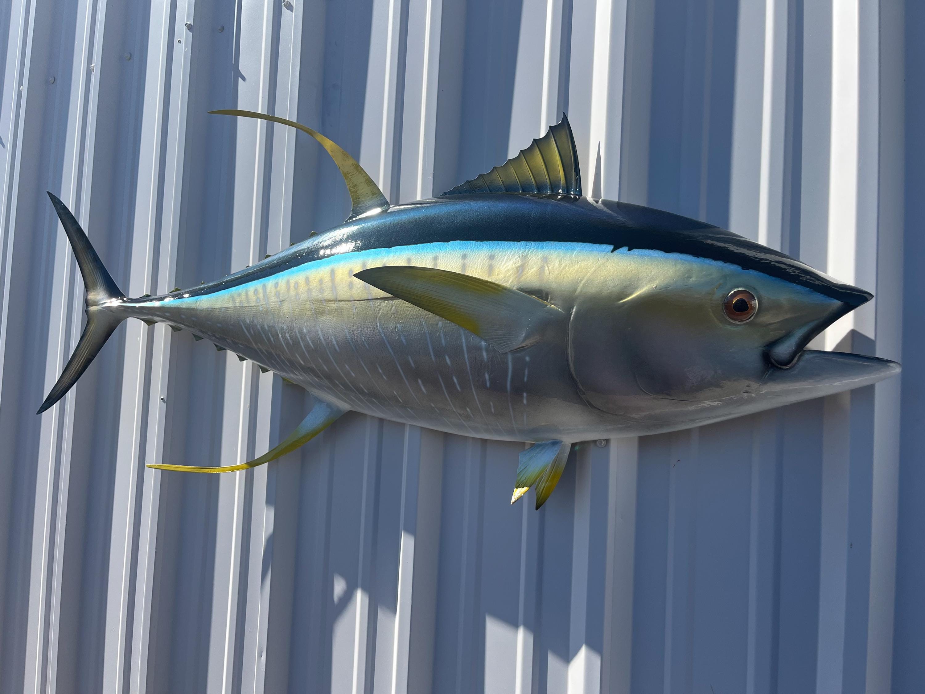 Yellowfin Tuna Half Sided Fish Mount 62” - Etsy