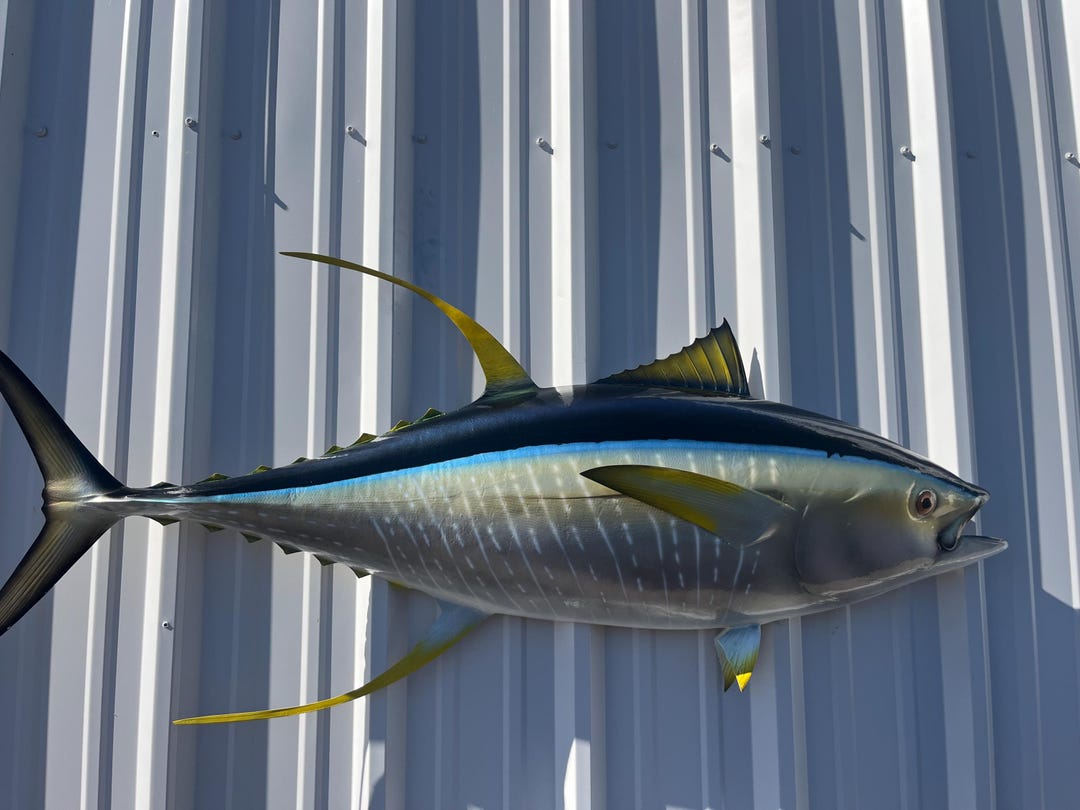 Yellowfin Tuna Half Sided Fish Mount 62” - Etsy