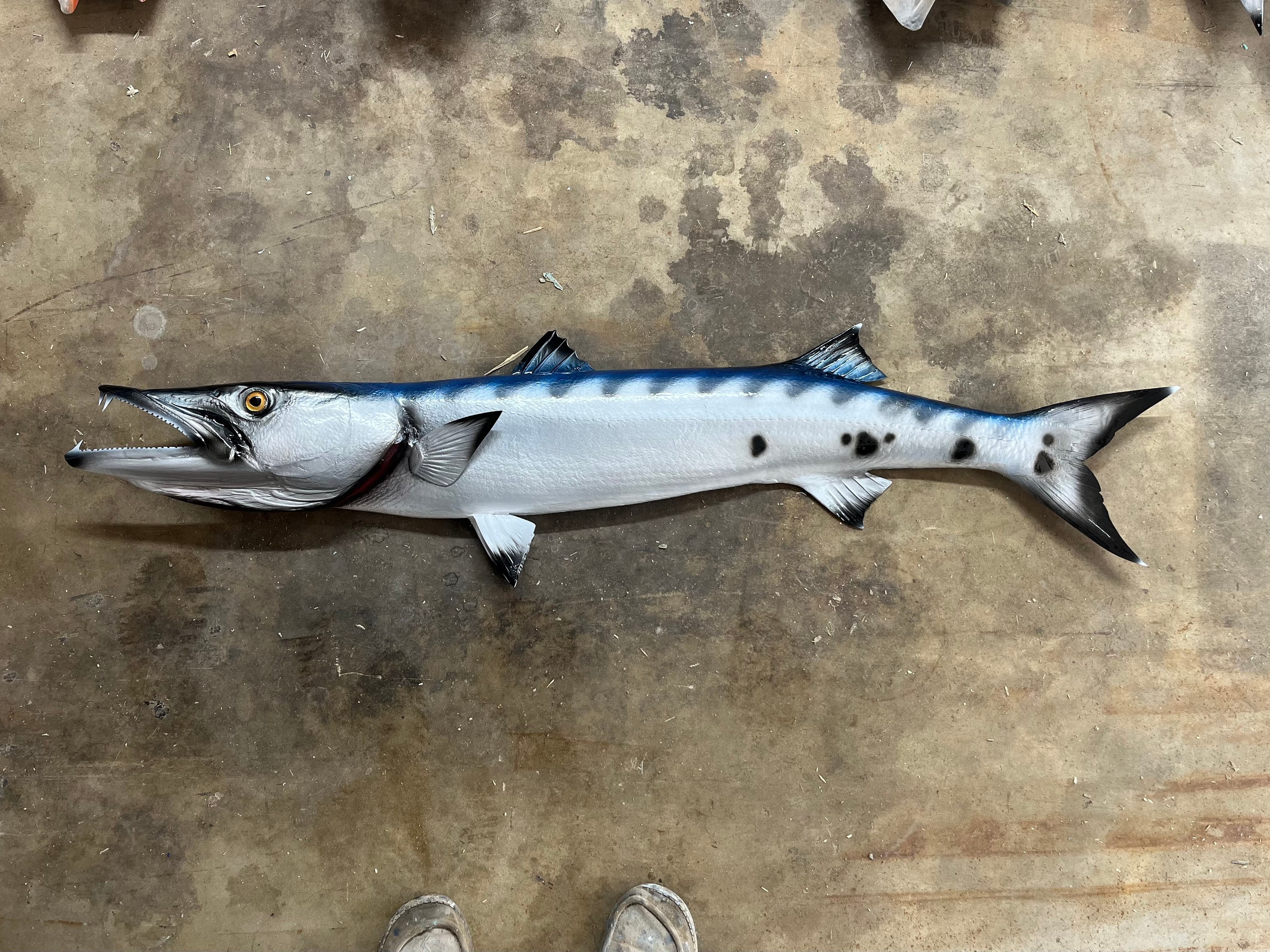 50” Barracuda Half Sided Fish Mount - Etsy