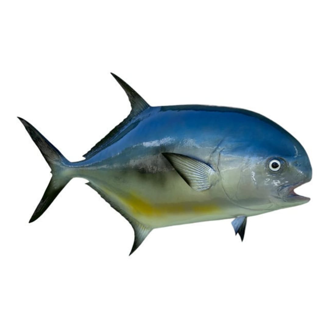 32'' Permit Half-side Fish Mount - Expertly Painted and Ready to Hang ...