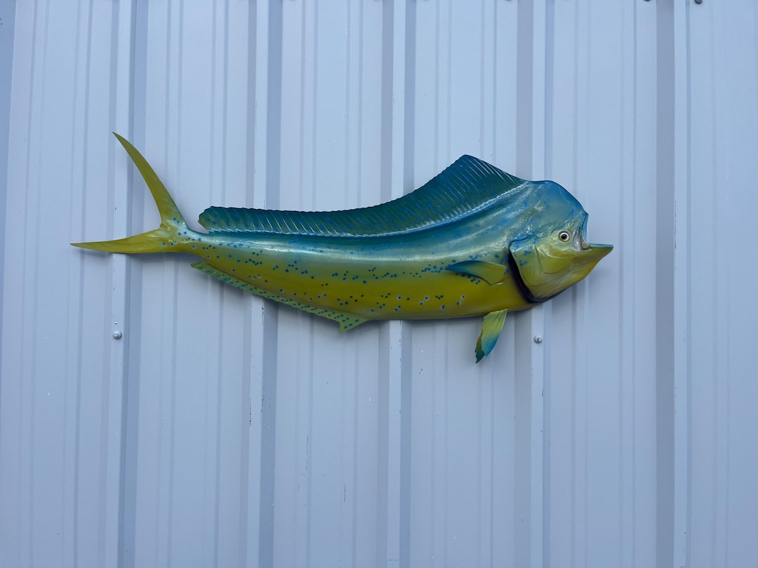 45” Half Sided Bull Dolphin Fish Mount - Etsy