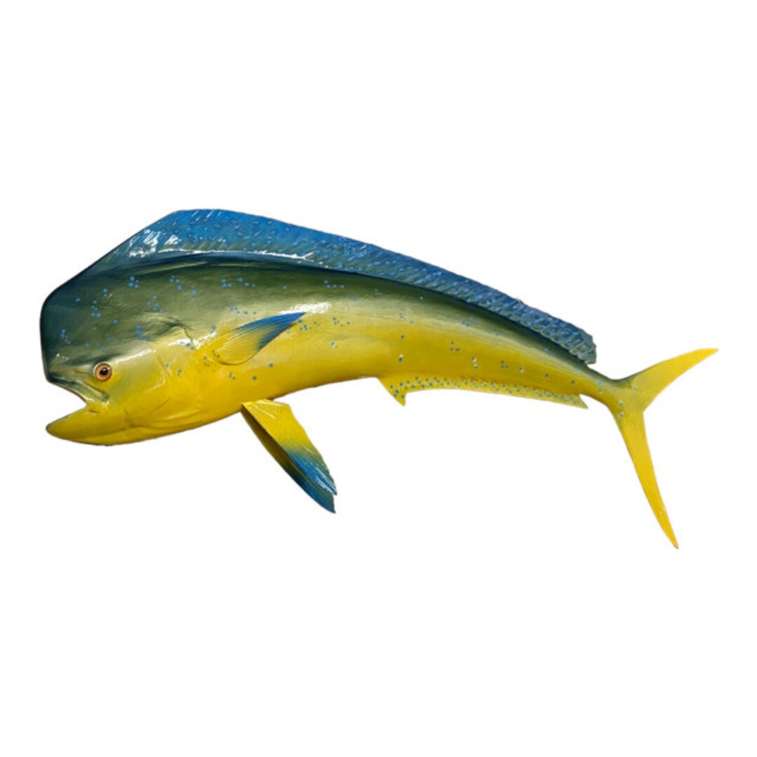 52'' Bull Dolphin Half Sided Fish Mount - Etsy