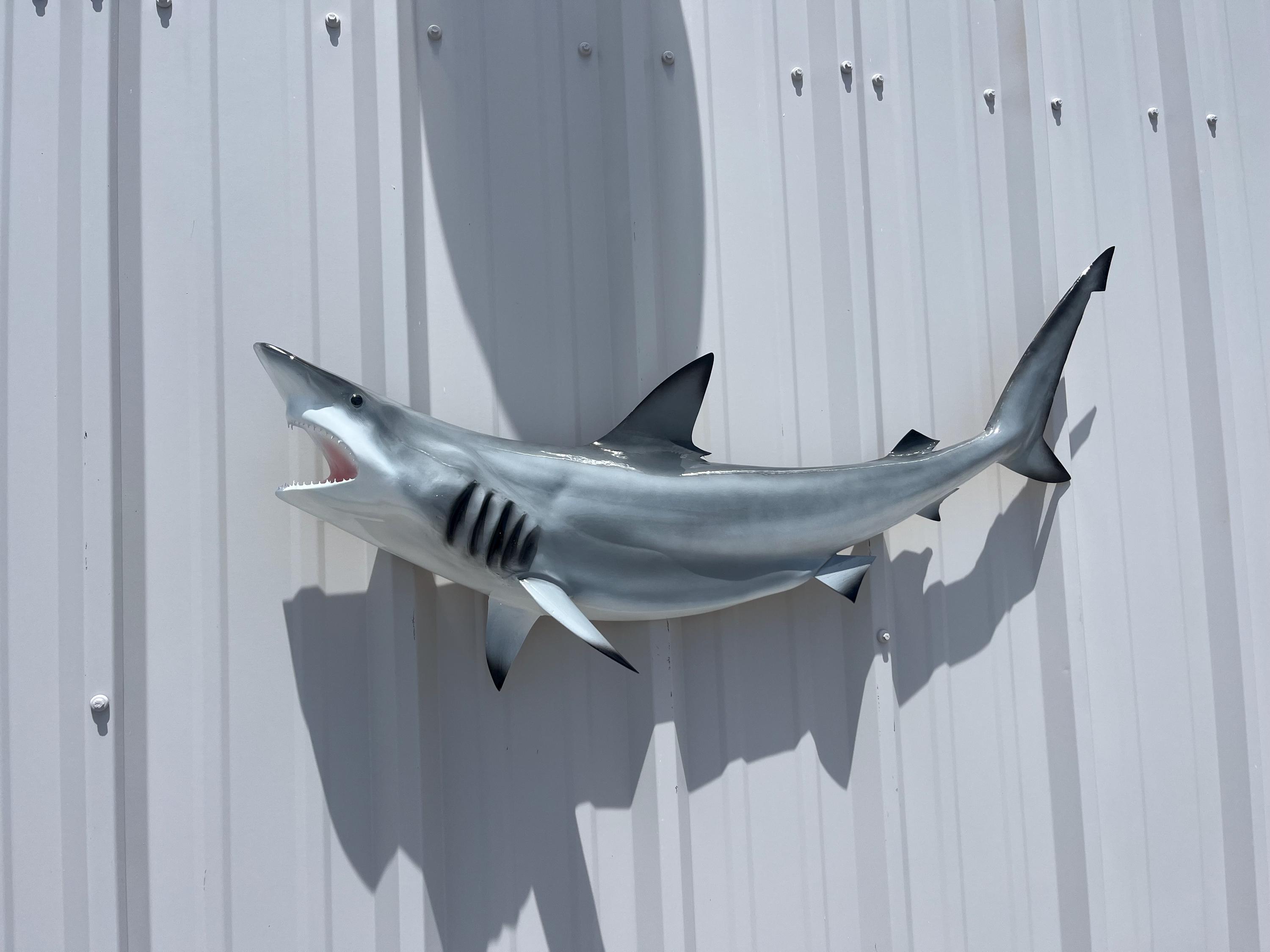 50” Blacktip Shark - Etsy