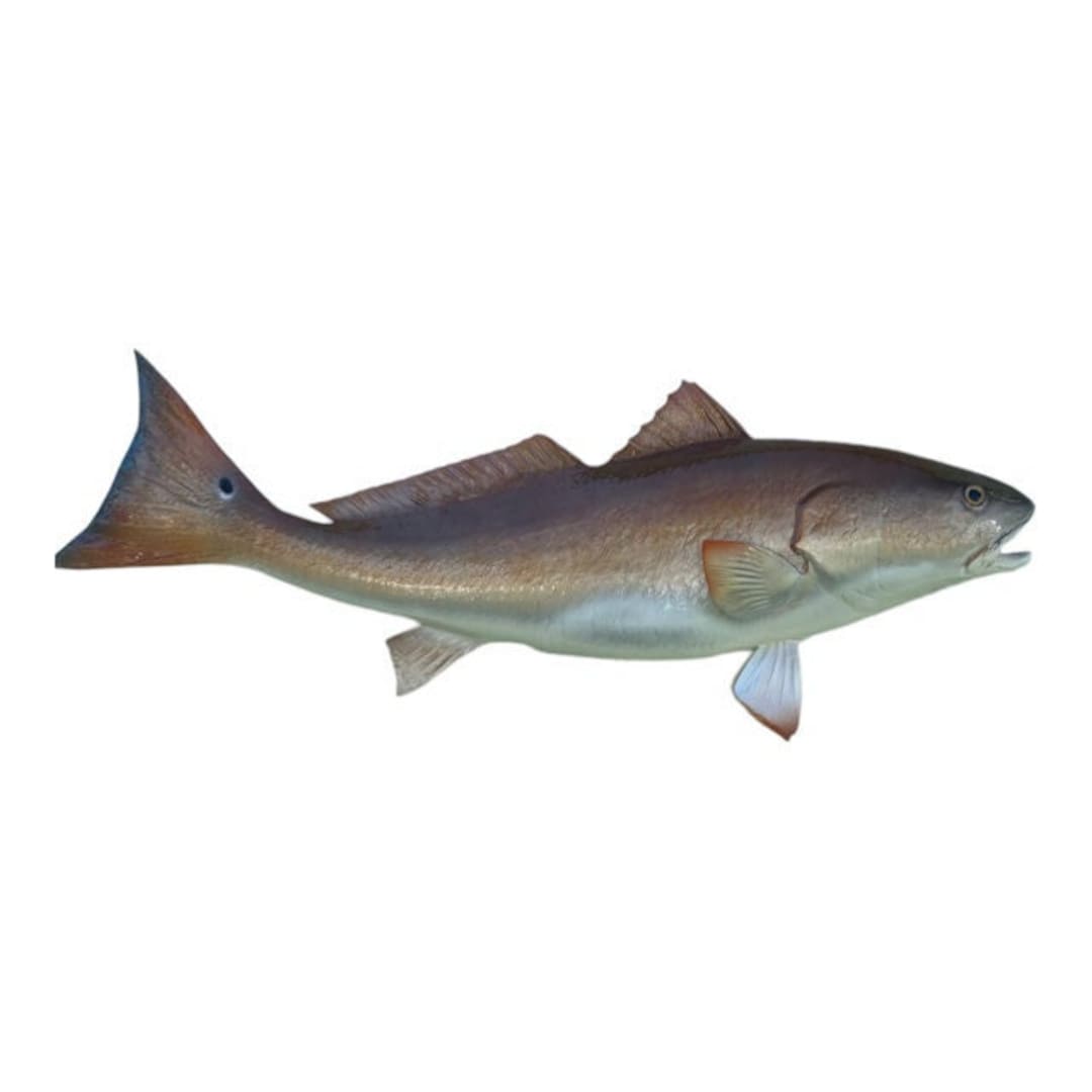 27" Redfish Half-side Fish Mount - Ready to Hang and Beautifully ...