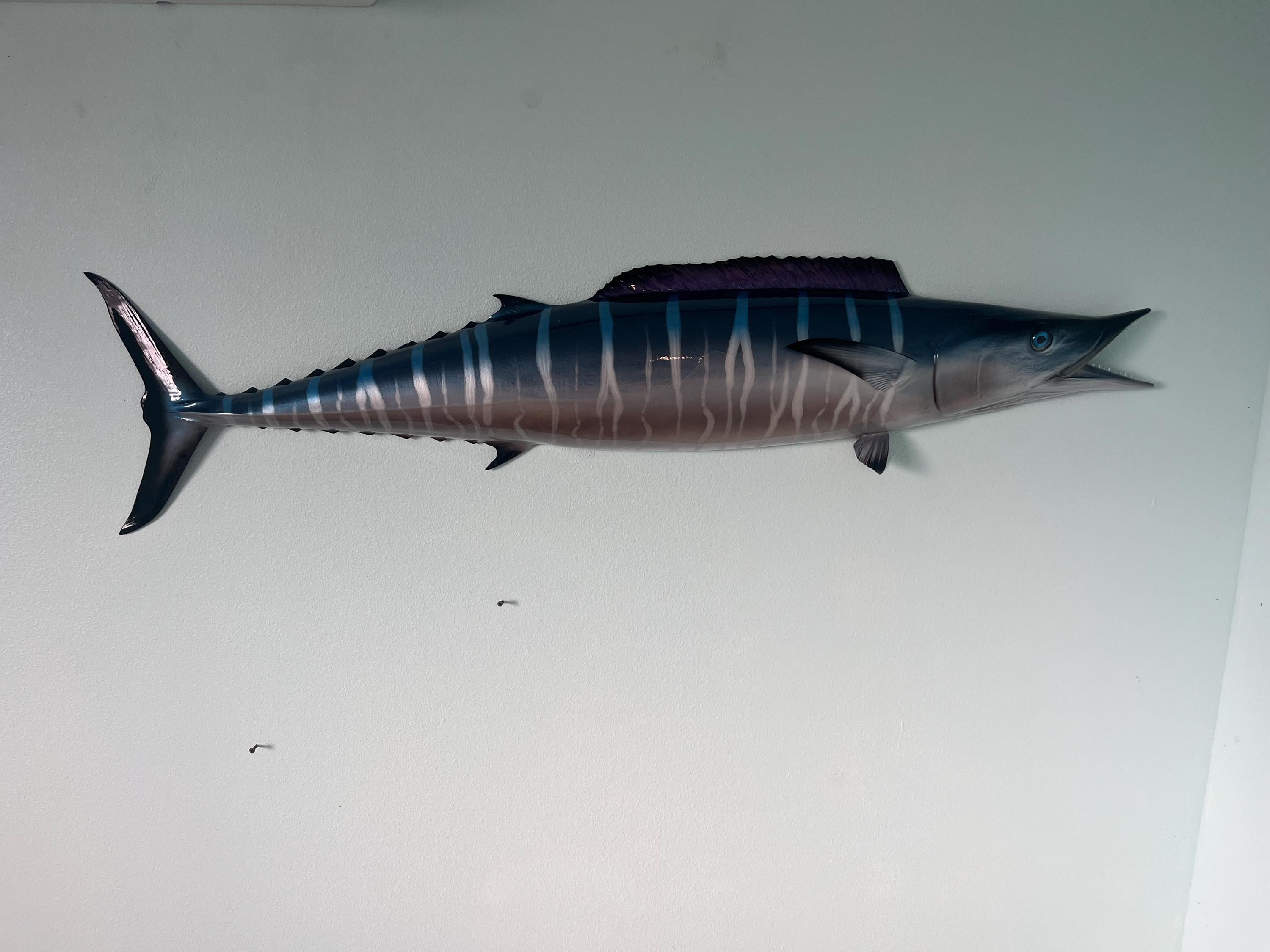 60” Wahoo Half Sided Fish Mount - Etsy