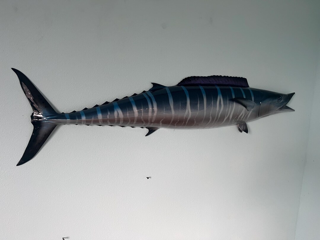 60” Wahoo Half Sided Fish Mount - Etsy