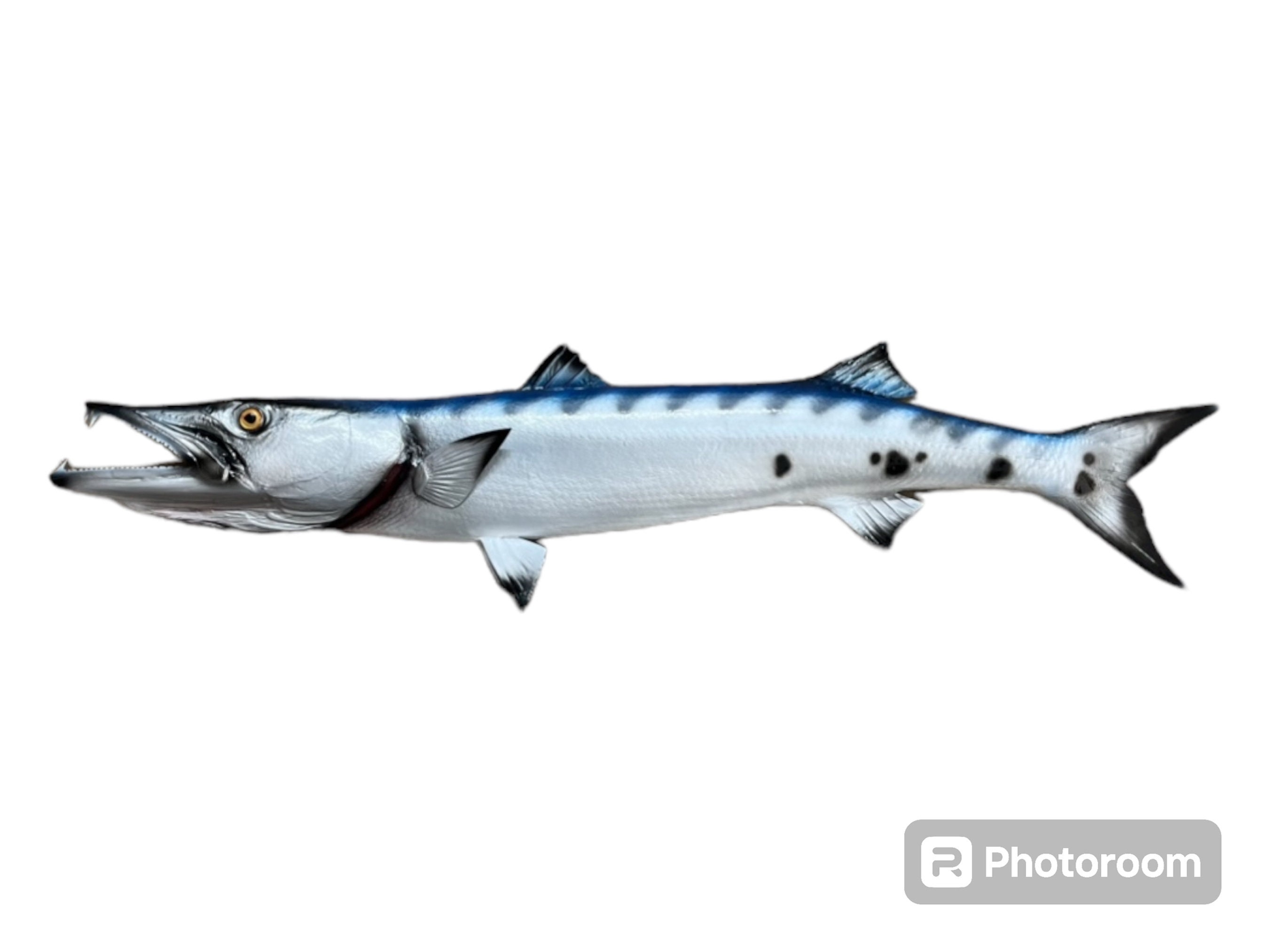 50” Barracuda Half Sided Fish Mount - Etsy
