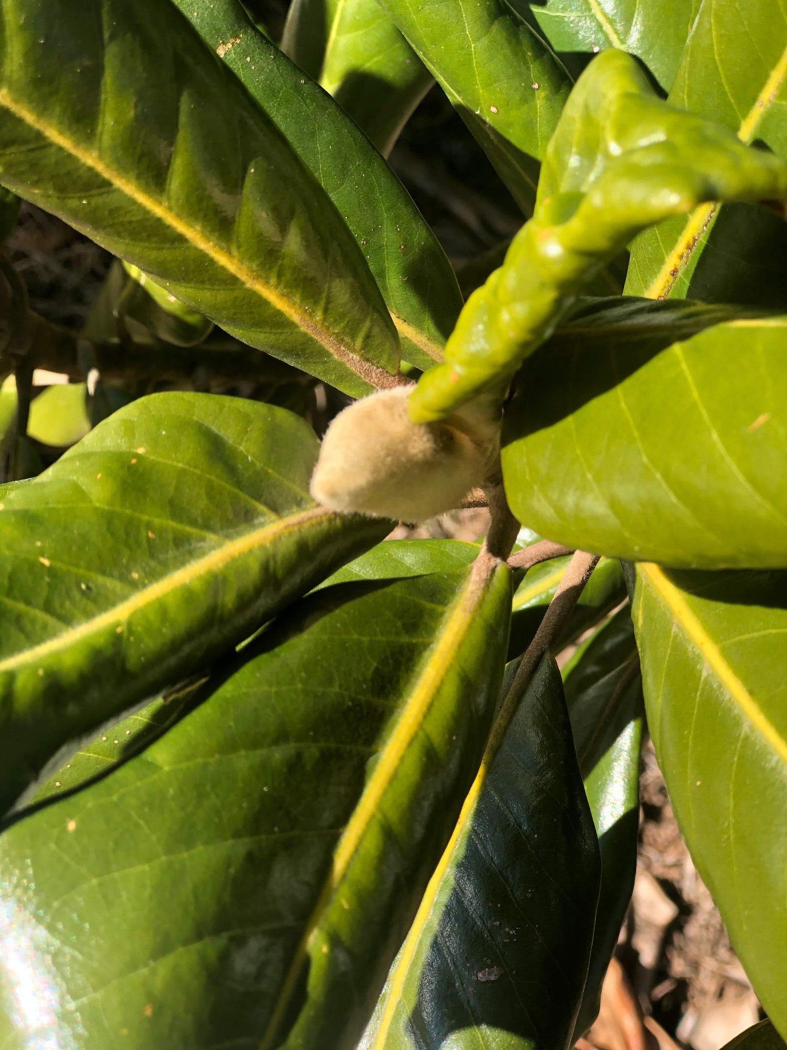 Fresh Southern Magnolia Stems Leaves Bouquet Home Decor Accents - Etsy