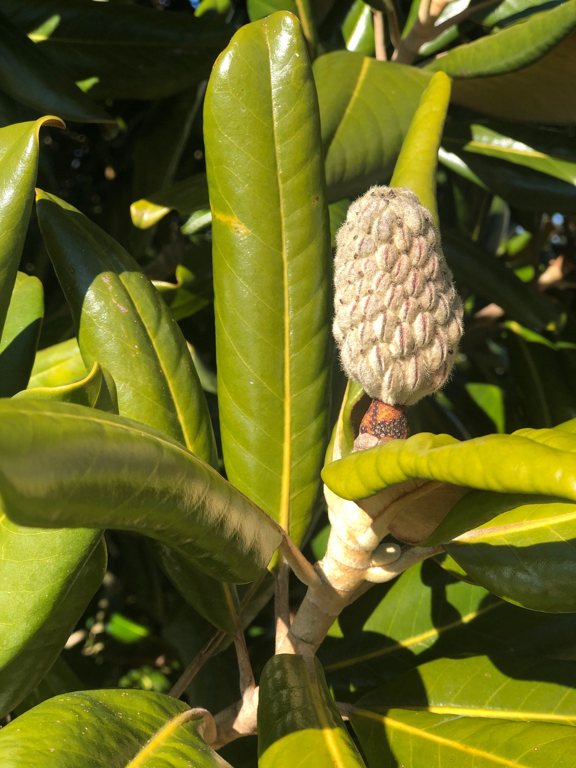 Fresh Southern Magnolia Stems Leaves Bouquet Home Decor Accents - Etsy