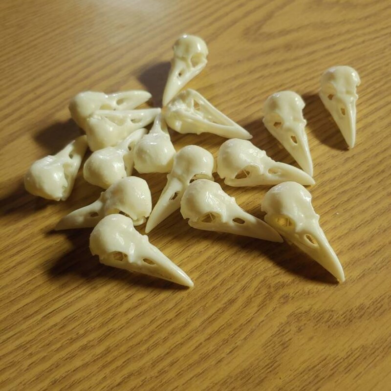 Bird Skull - Etsy