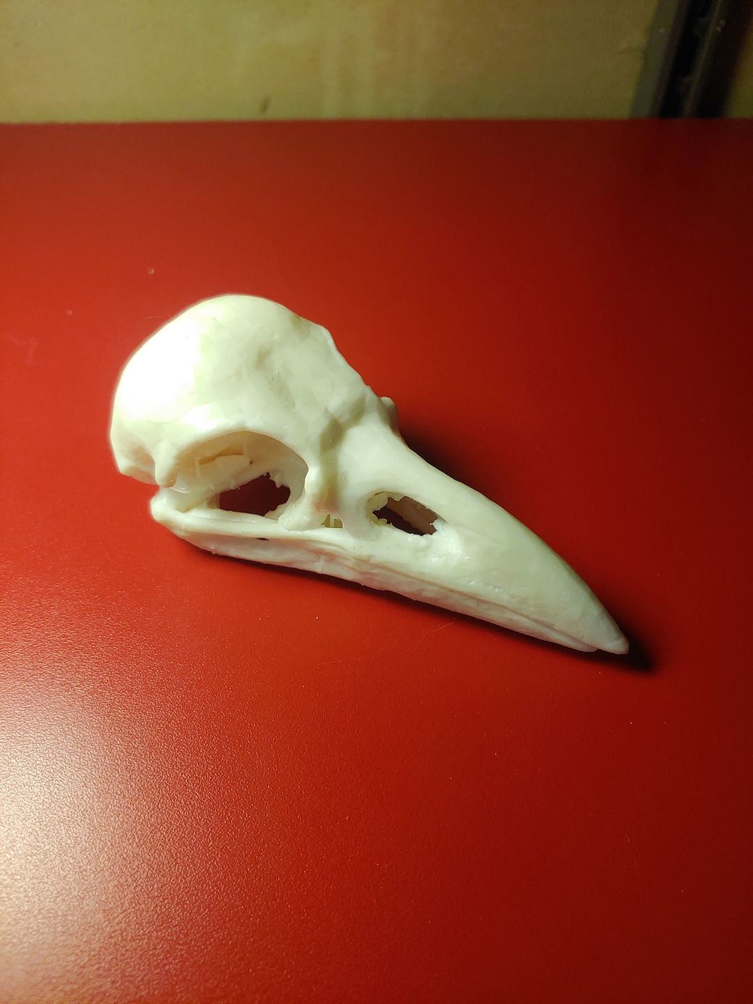 Large Plastic Bird Skull - Etsy