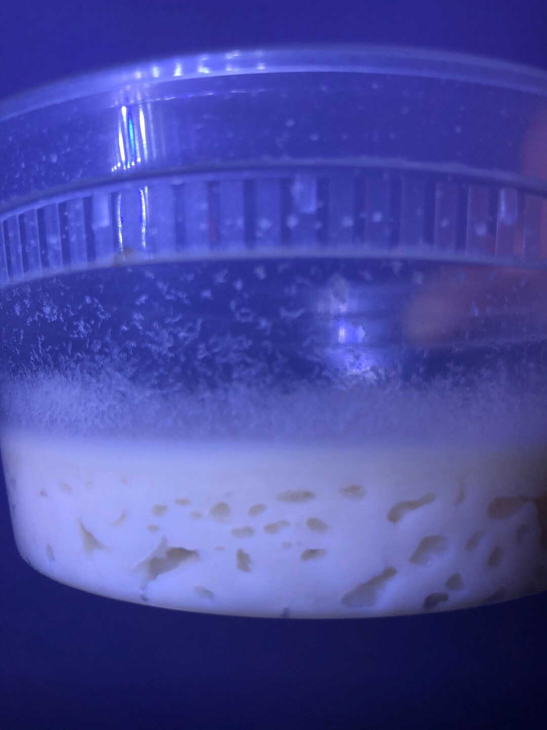 Fish Food Microworm 2oz Starter Culture Free Shipping - Etsy