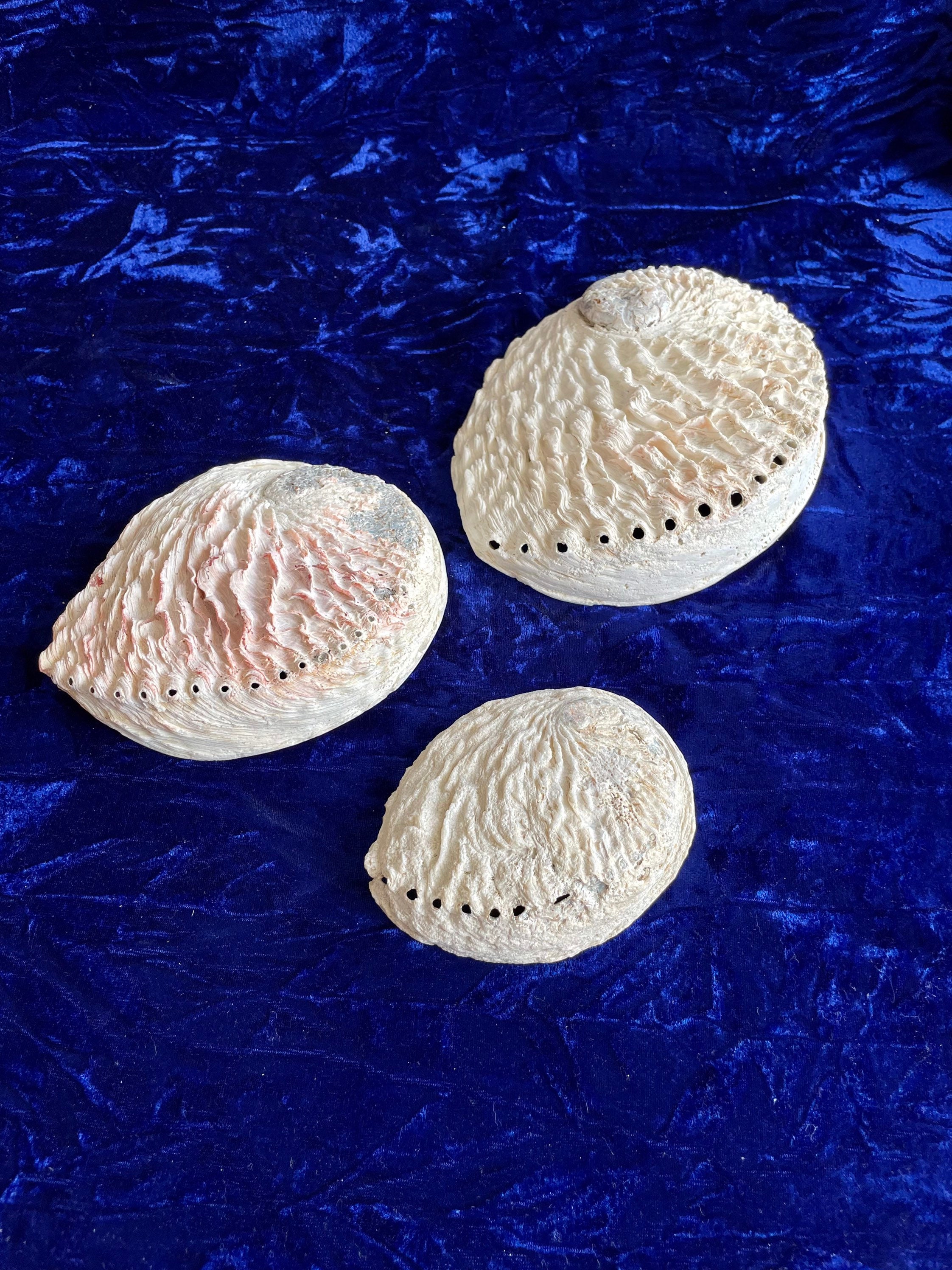 Abalone shell Marine gastropod Molluscs Smudge Sage | Etsy