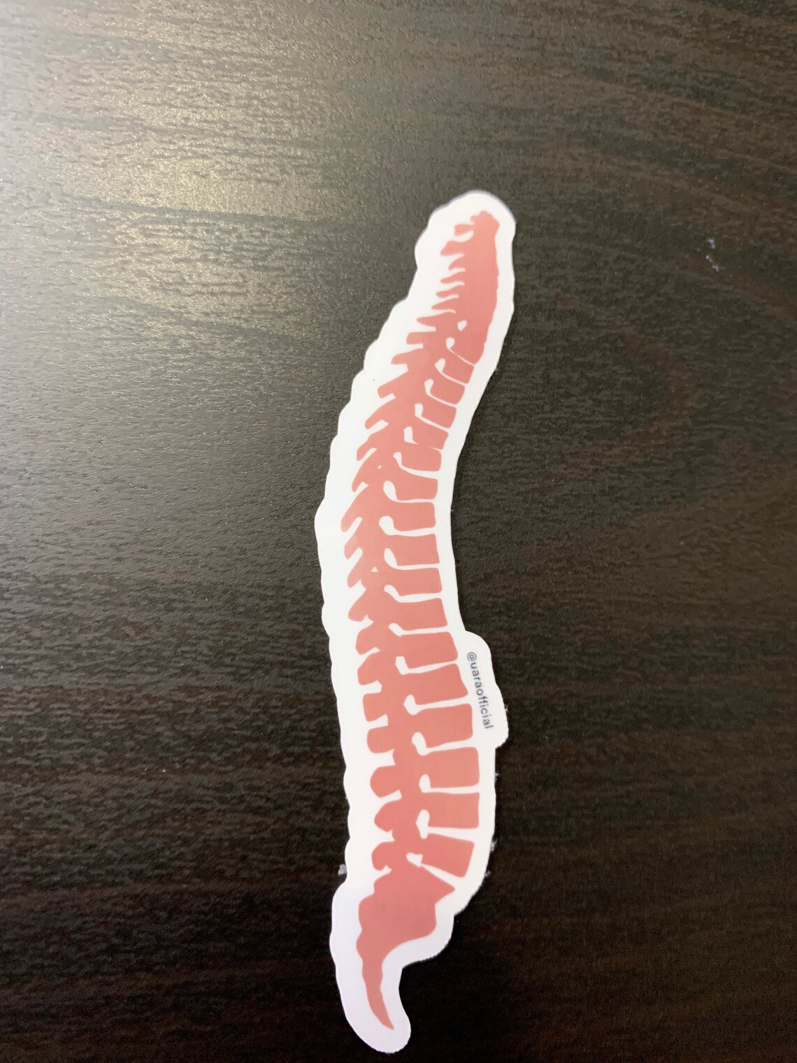 Watercolor Spine Sticker Anatomy Stickers Vinyl Waterproof | Etsy