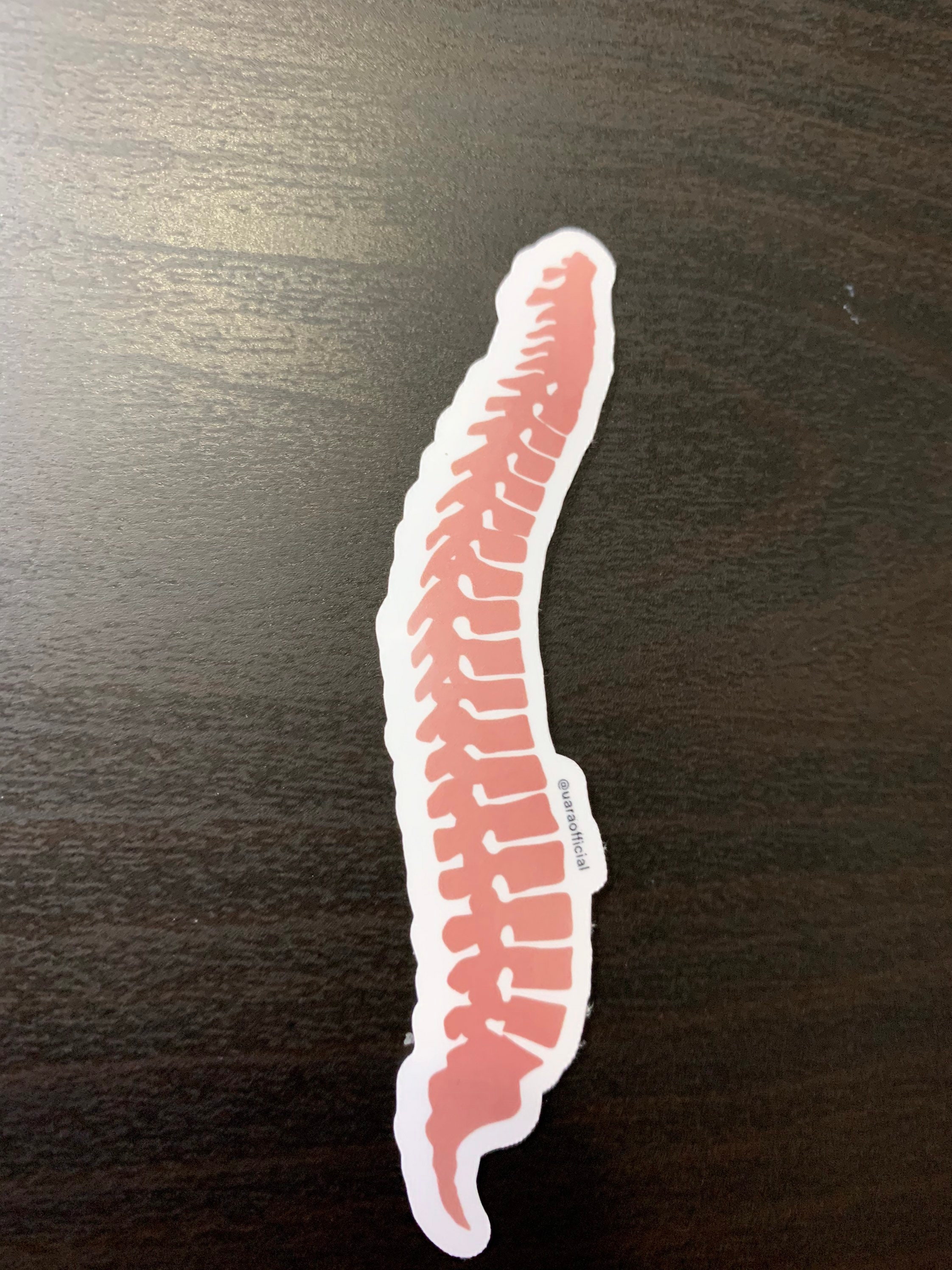 Watercolor Spine Sticker Anatomy Stickers Vinyl Waterproof | Etsy