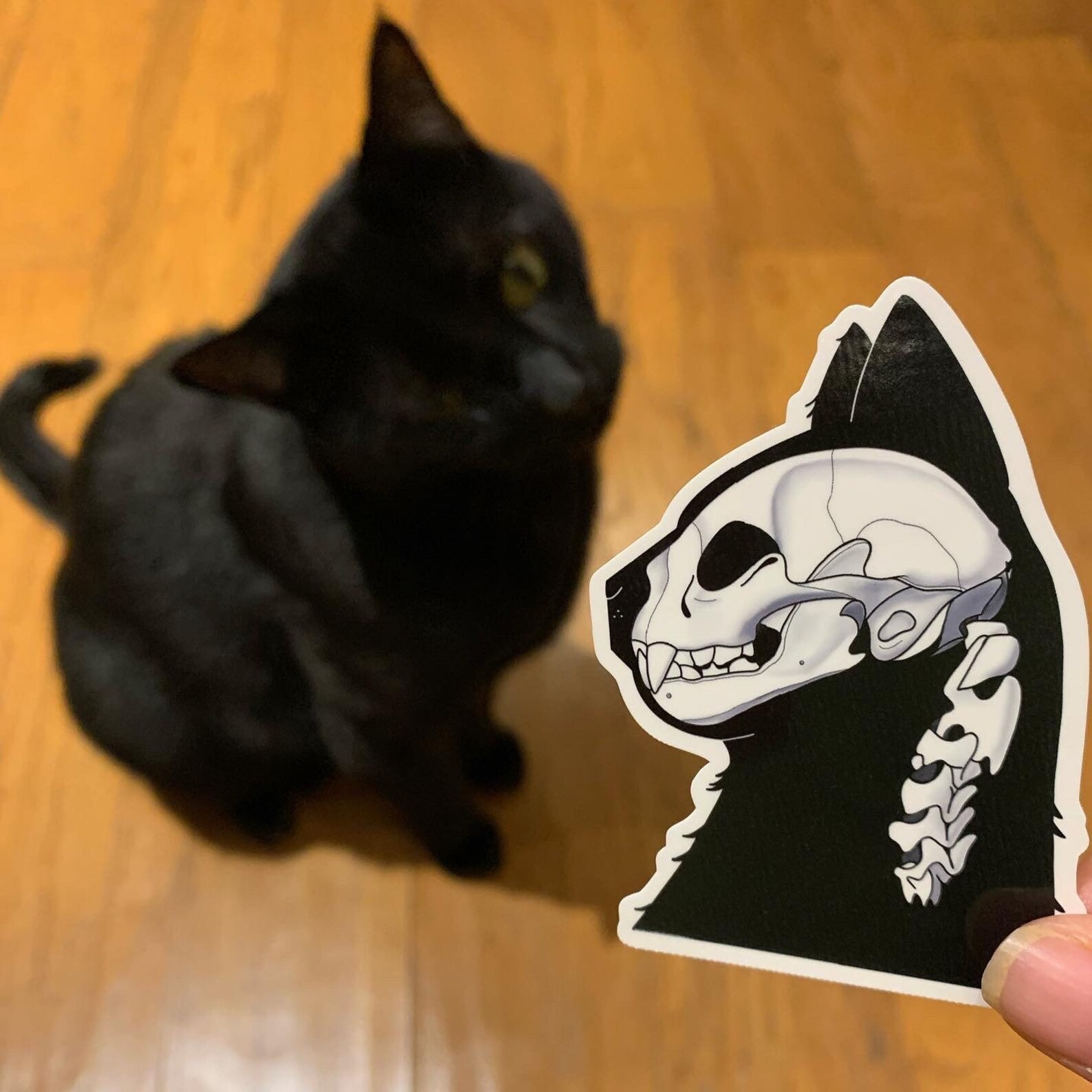 Cat Anatomy Sticker | Animal Chiropractic Sticker | Veterinary Sticker ...