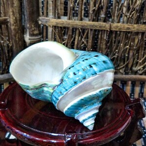 Large Hermit Crab Sea Shell Natural Hermit Crab Sea Shell Specimen ...