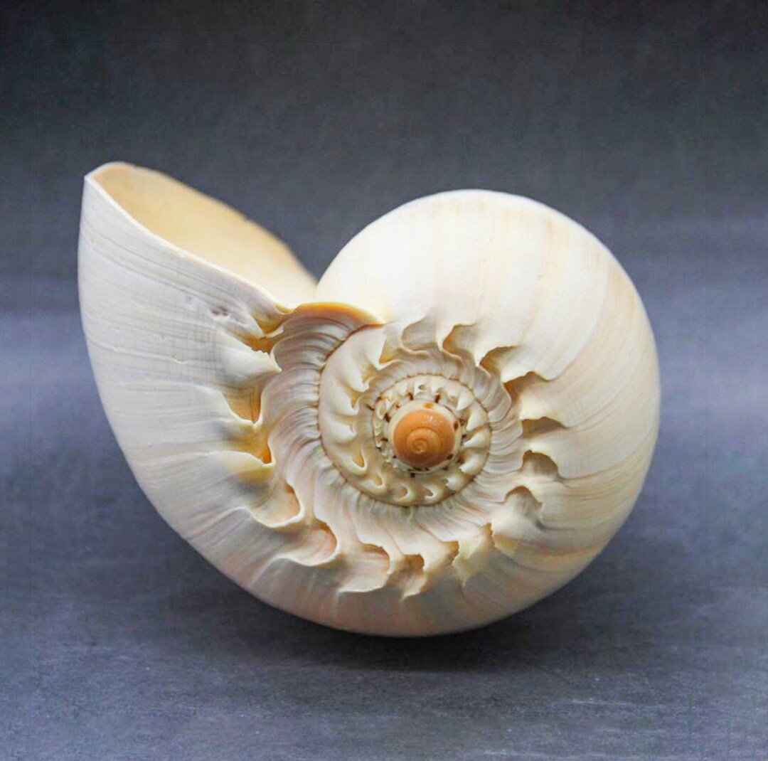 Huge Melon Shell Natural Conch Shell Yellow Sea Snailbeach - Etsy