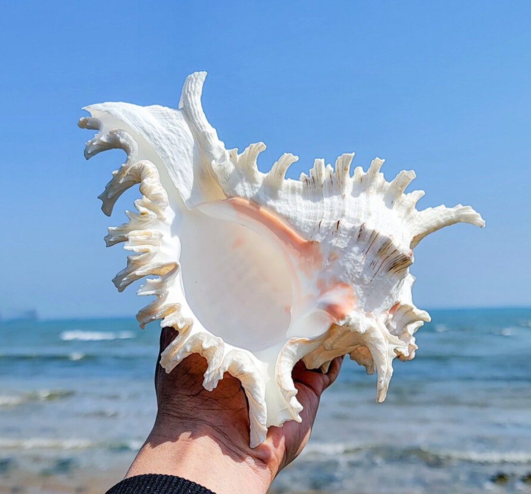 Large Conch Shell Kirin Snail, Natural Conch Shell Kirin Snail Specimen ...