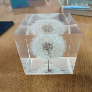 Dandelion Resin Cube Real Dandelion in Crystal Glass Ball Dandelion ...