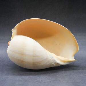 Huge Melon Shell Natural Conch Shell Yellow Sea Snailbeach - Etsy