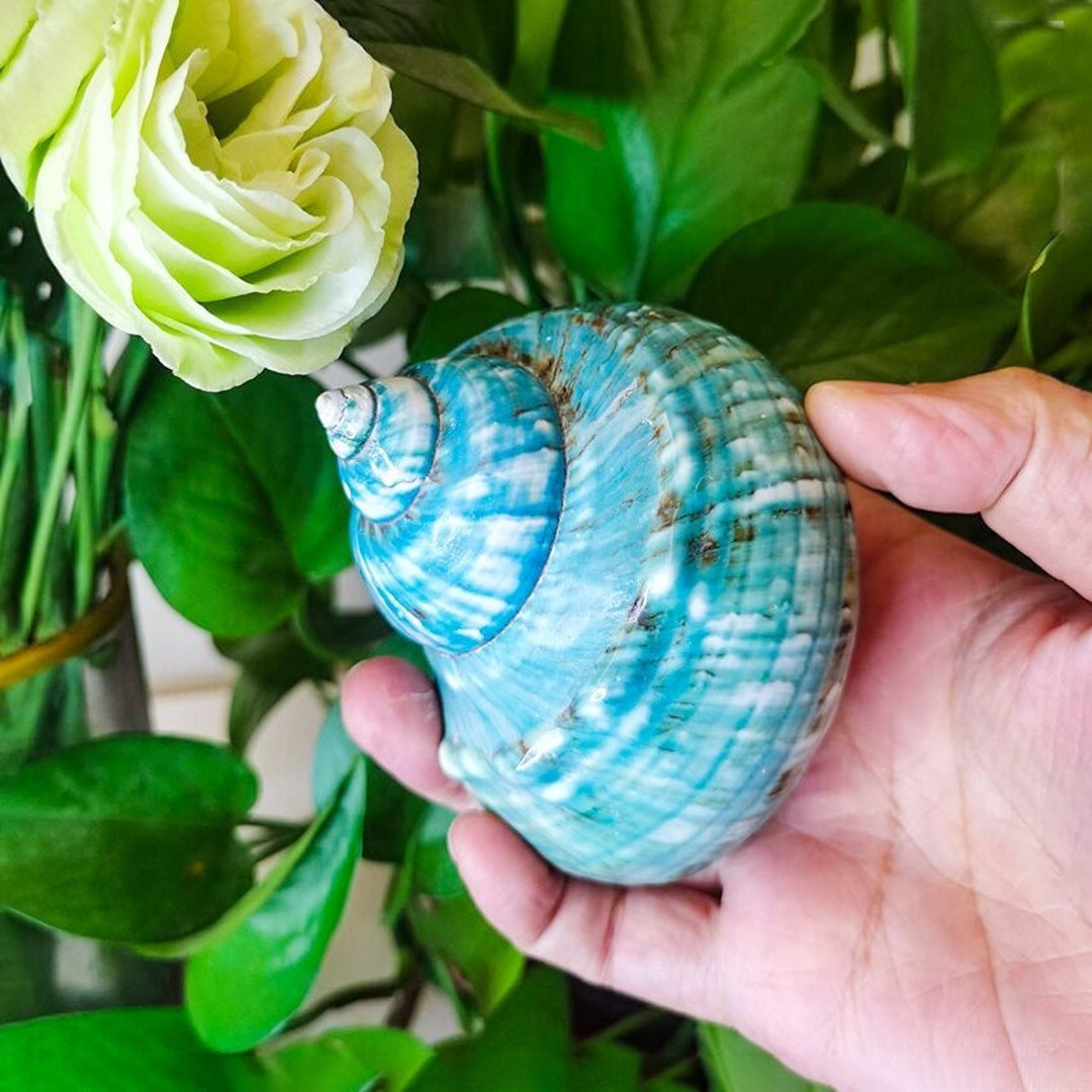 Large Hermit Crab Sea Shell Natural Hermit Crab Sea Shell Specimen ...