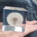 Dandelion Resin Cube Real Dandelion in Crystal Glass Ball Dandelion ...