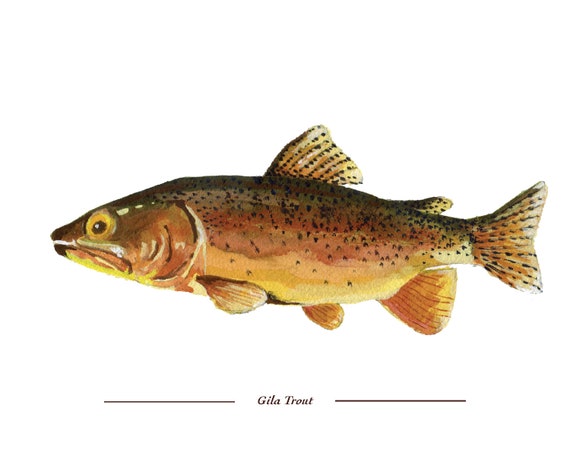 Gila Trout 8x10 Print - Etsy
