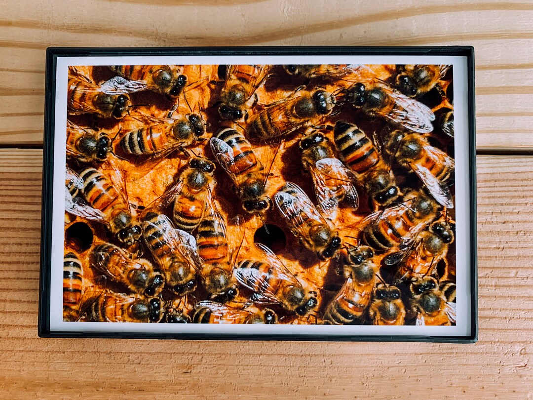 Honey Bees With Capped Comb Framed Pocket Picture Print Photography ...